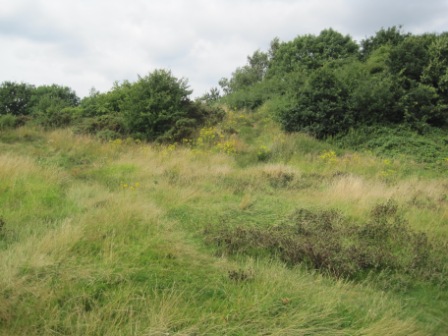 SOLIHULL BUSINESS PARK/HILLFIELDS LOCAL NATURE RESERVE – Ken Hawkins