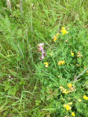 SOLIHULL BUSINESS PARK/HILLFIELDS LOCAL NATURE RESERVE – Ken Hawkins